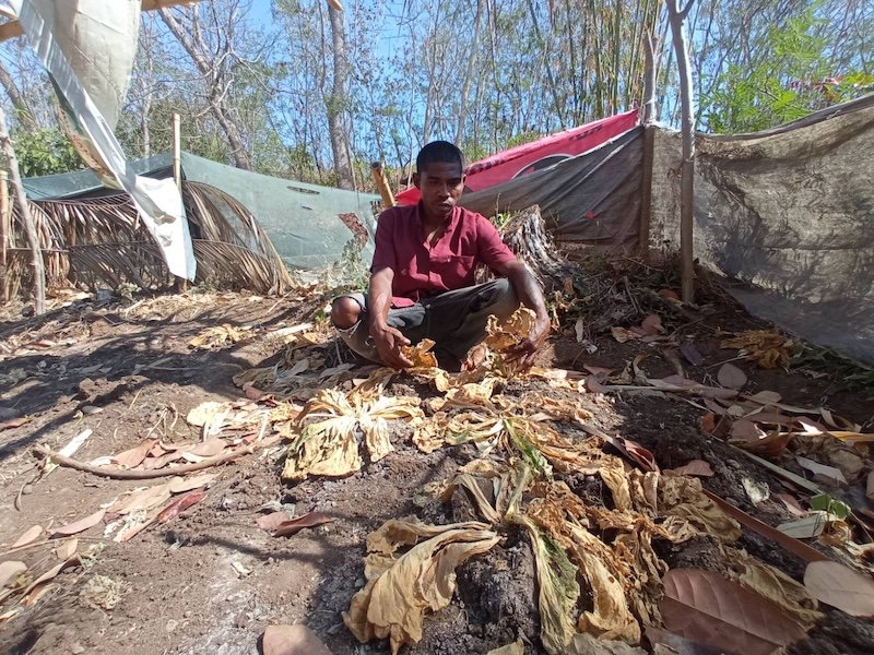 Tanaman Sayur Gagal Panen karena Kekeringan, Petani di Sikka Hanya Bisa ...